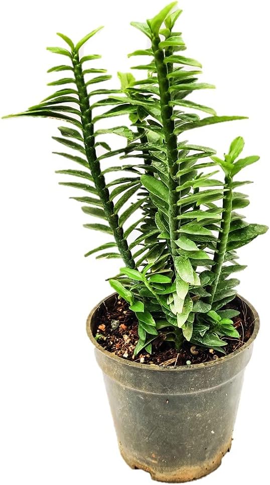 Devils Backbone – Planta viva en una maceta de 4 pulgadas – Pedilanthus ...
