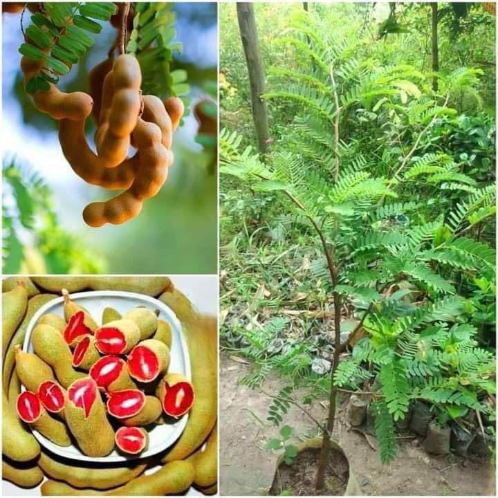 Thai Grafted Sweet Red Tamarind Plant Sweet Imli Tree Fruit ...