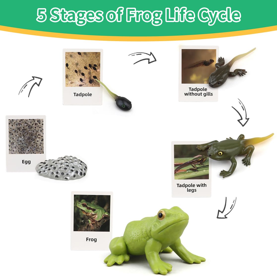 Tadpole Frog Life Cycle