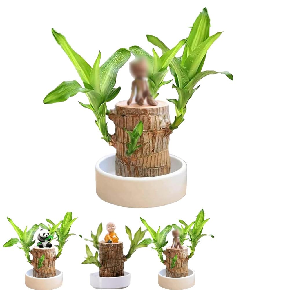 Amazon.com: Brazilian Lucky Wood, Brazil's Lucky Tree Doesn't Need to ...