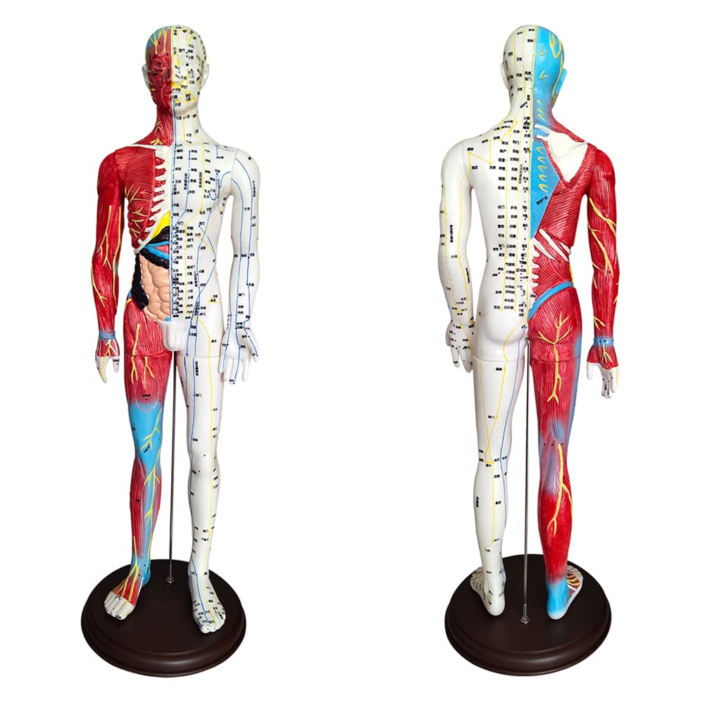 Acupuncture And Muscle Anatomical Male Model 60cm 23 6inch Pressure ...