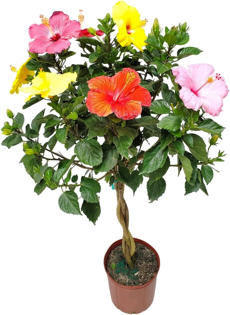 Amazon.com : Two Color Braided Hibiscus Tree - Multi Color - 44" to 48 ...