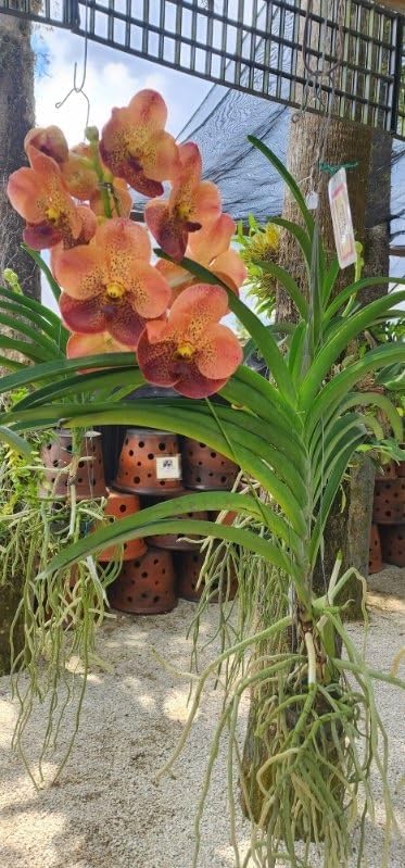 Amazon.com : Generic EXOTIC PLANTSS Live Vanda Orchid (Burgundy) Real ...