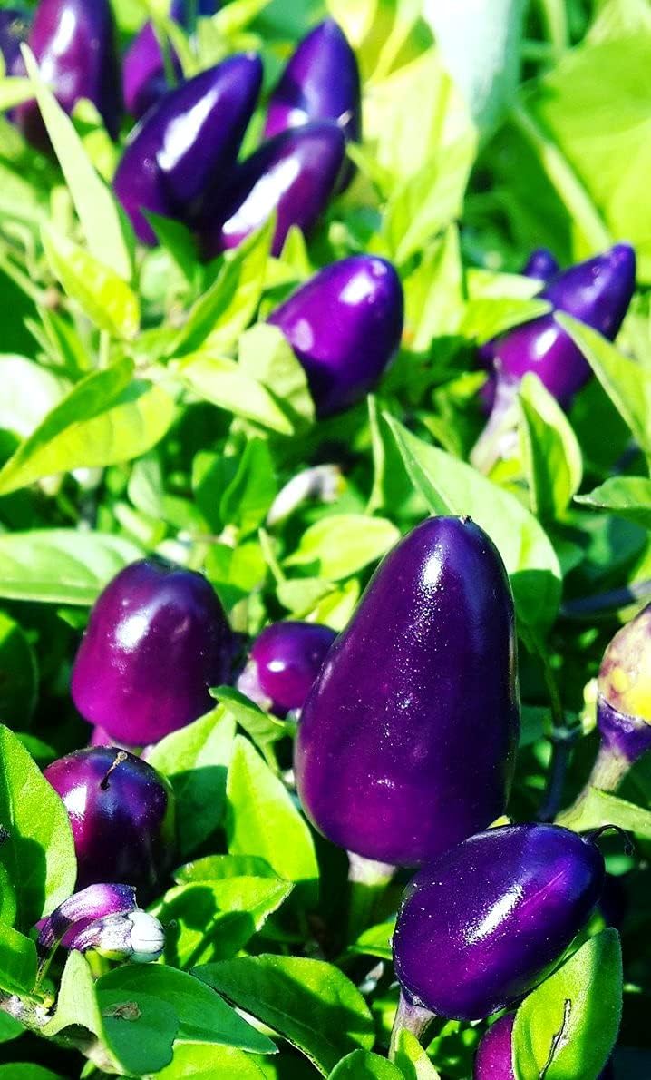 Amazon.com : Dwarf Chili Pepper Little Blue Exotic Mini Hot Pepper ...