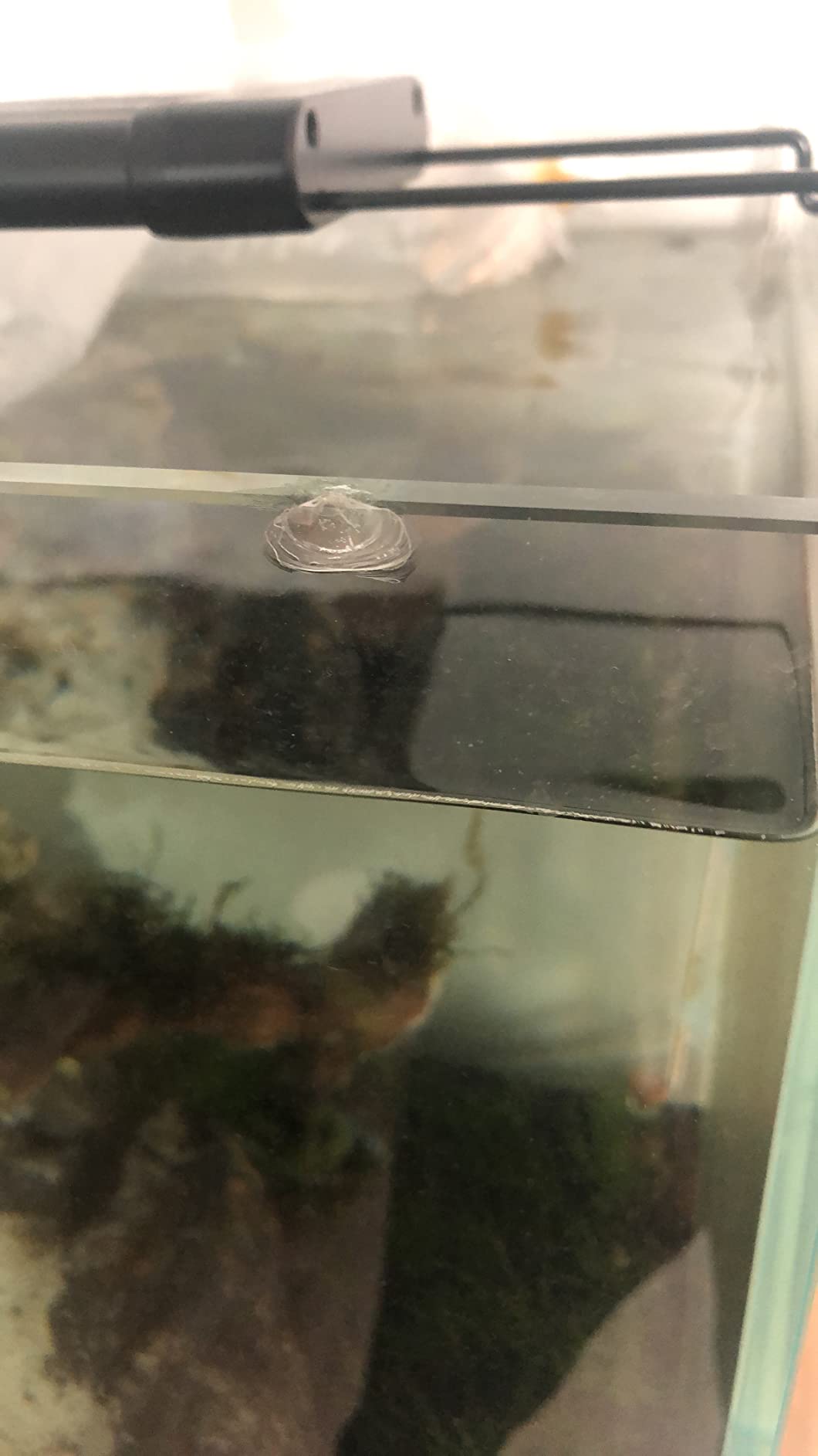 $47/mo - Finance Landen 90P 55 Gallon Rimless Low Iron Aquarium Tank ...