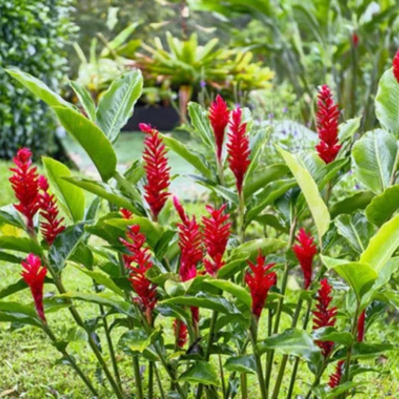 Hawaiian Red Ginger Plant 🌸 Pretty In Pink – The Stunning Pink