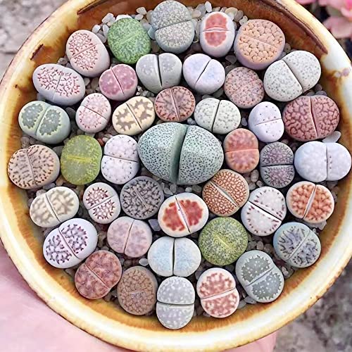 Lithops fulviceps - How to grow & care