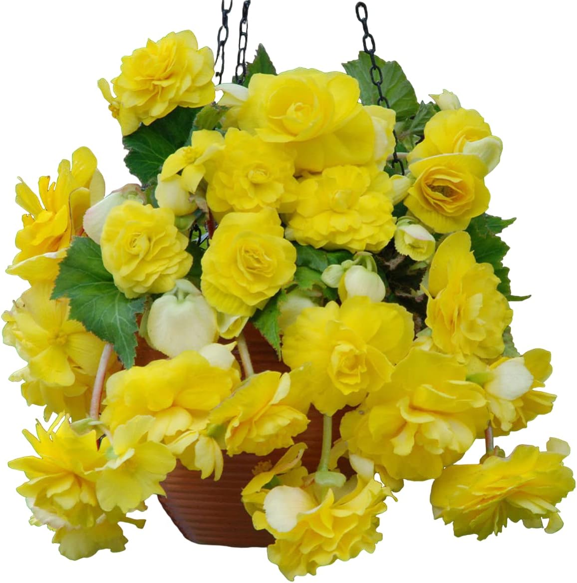 Amazon.com : Votaniki Yellow Cascade Begonia Bulbs - Hanging Basket ...