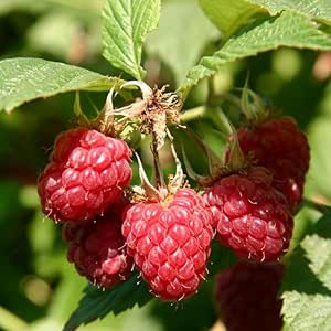 Amazon.com : 2 Raspberry Plants Live for Planting, Raspberry Bushes ...