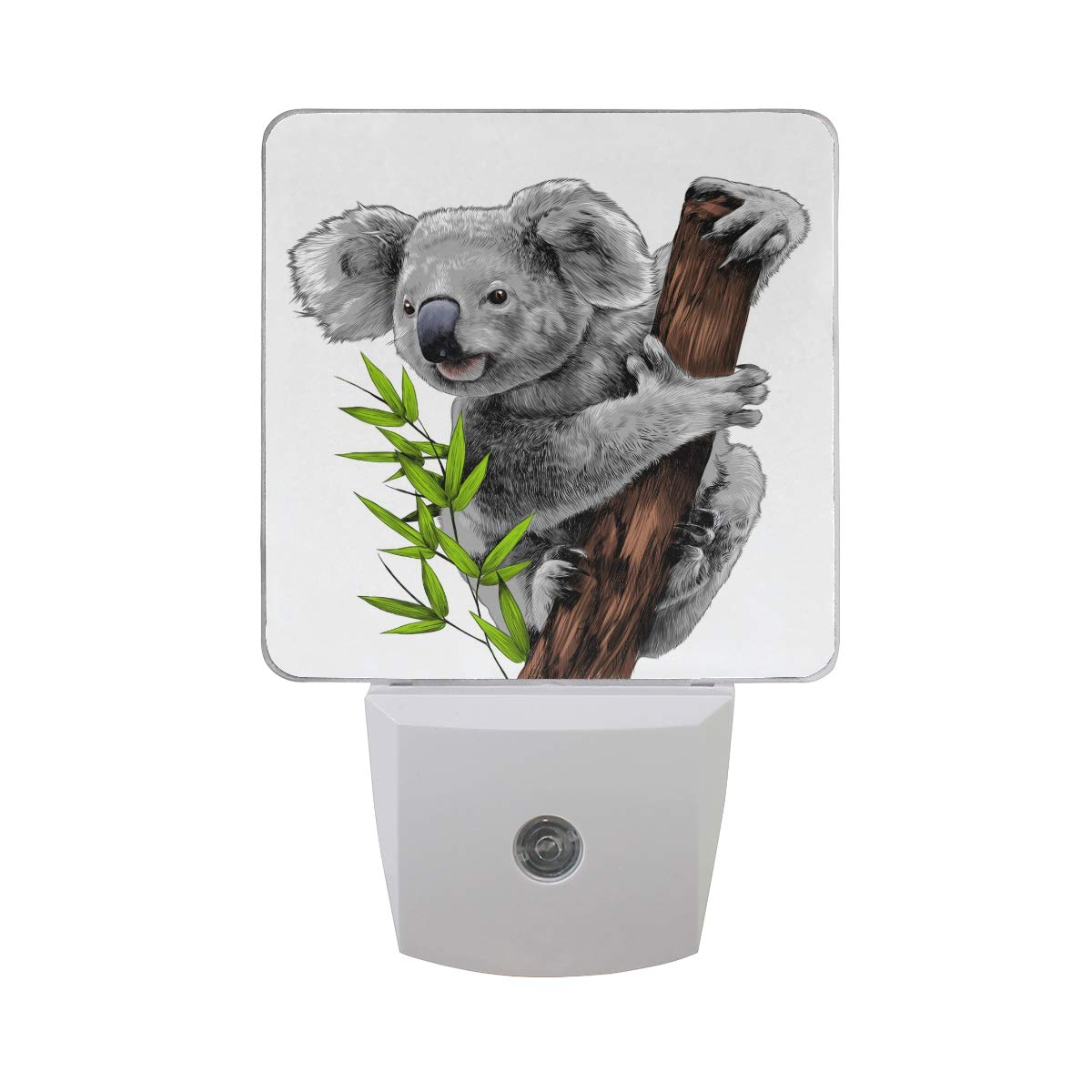 Koalas Eating At Night