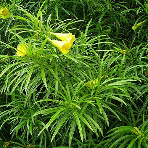 Leaf Gardening Kaner, Nerium Oleander (Yellow) Flowering Live Plant - 1 ...