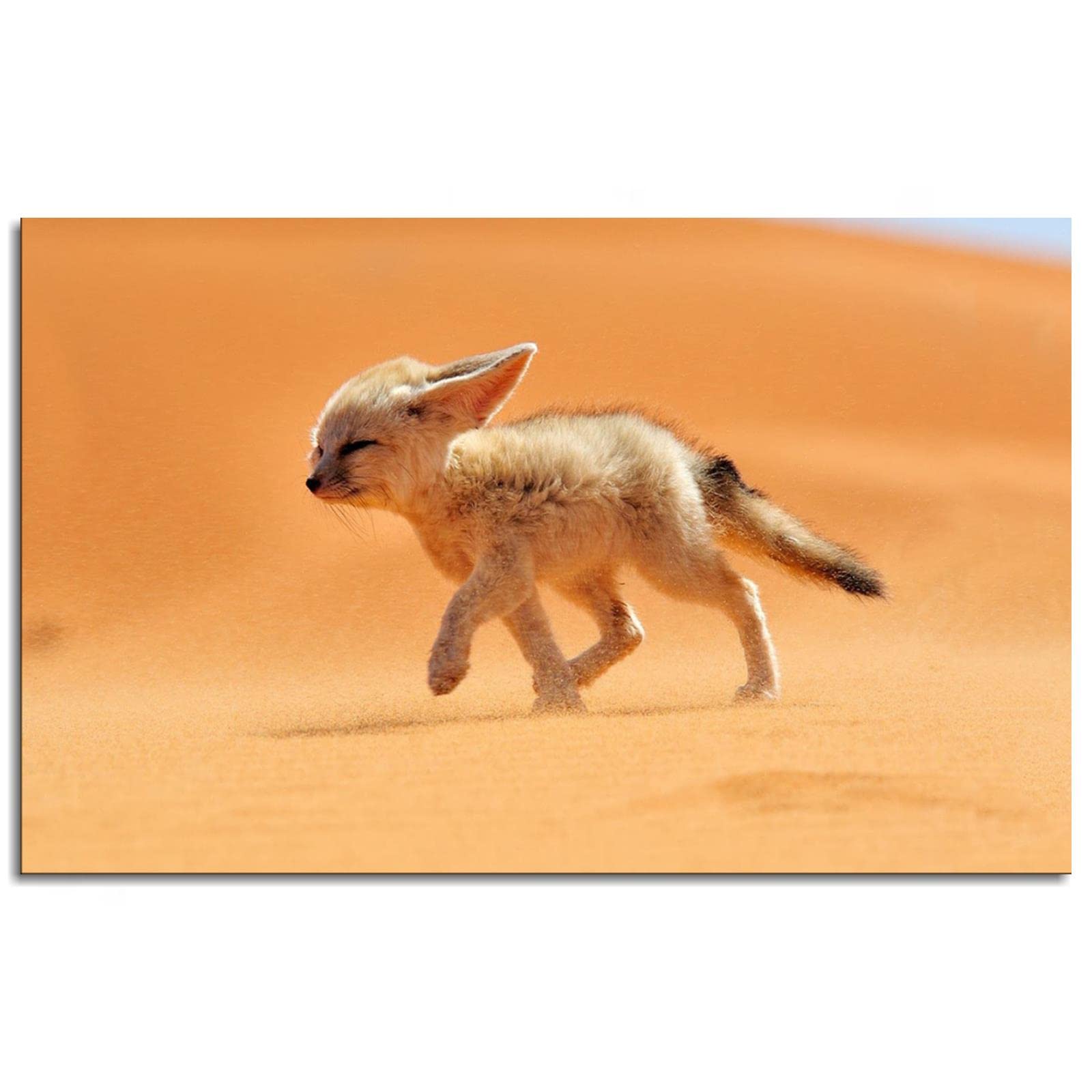 De Los Animales Del Desierto