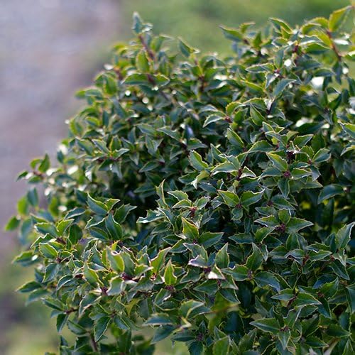 Amazon.com : Blue Girl Holly - Size: 2 Gallon (Ilex meserveae 'Blue ...