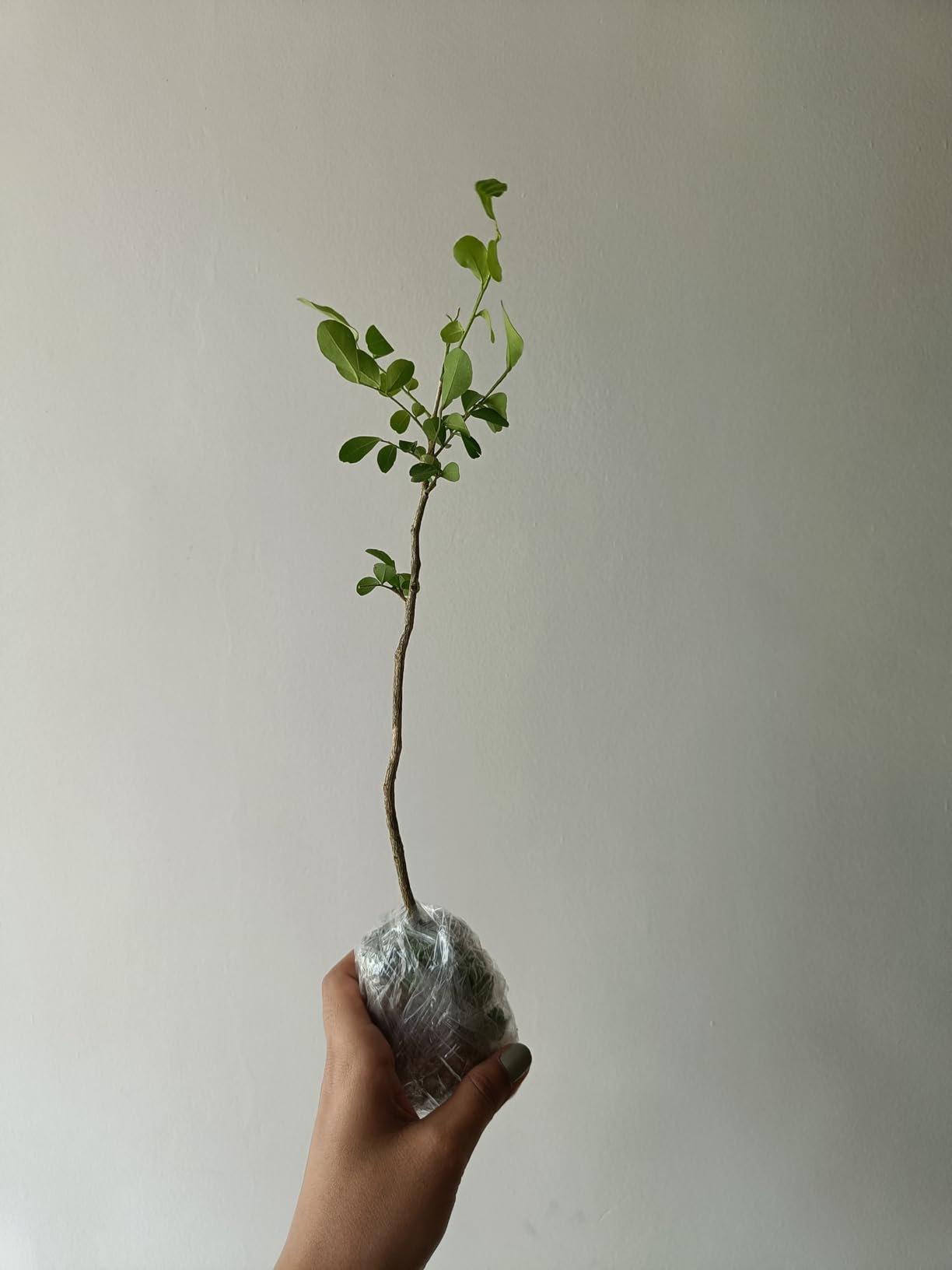 Creative Farmer Flower Live Plant Murrayya Exotica Murraya Mini Indoor ...