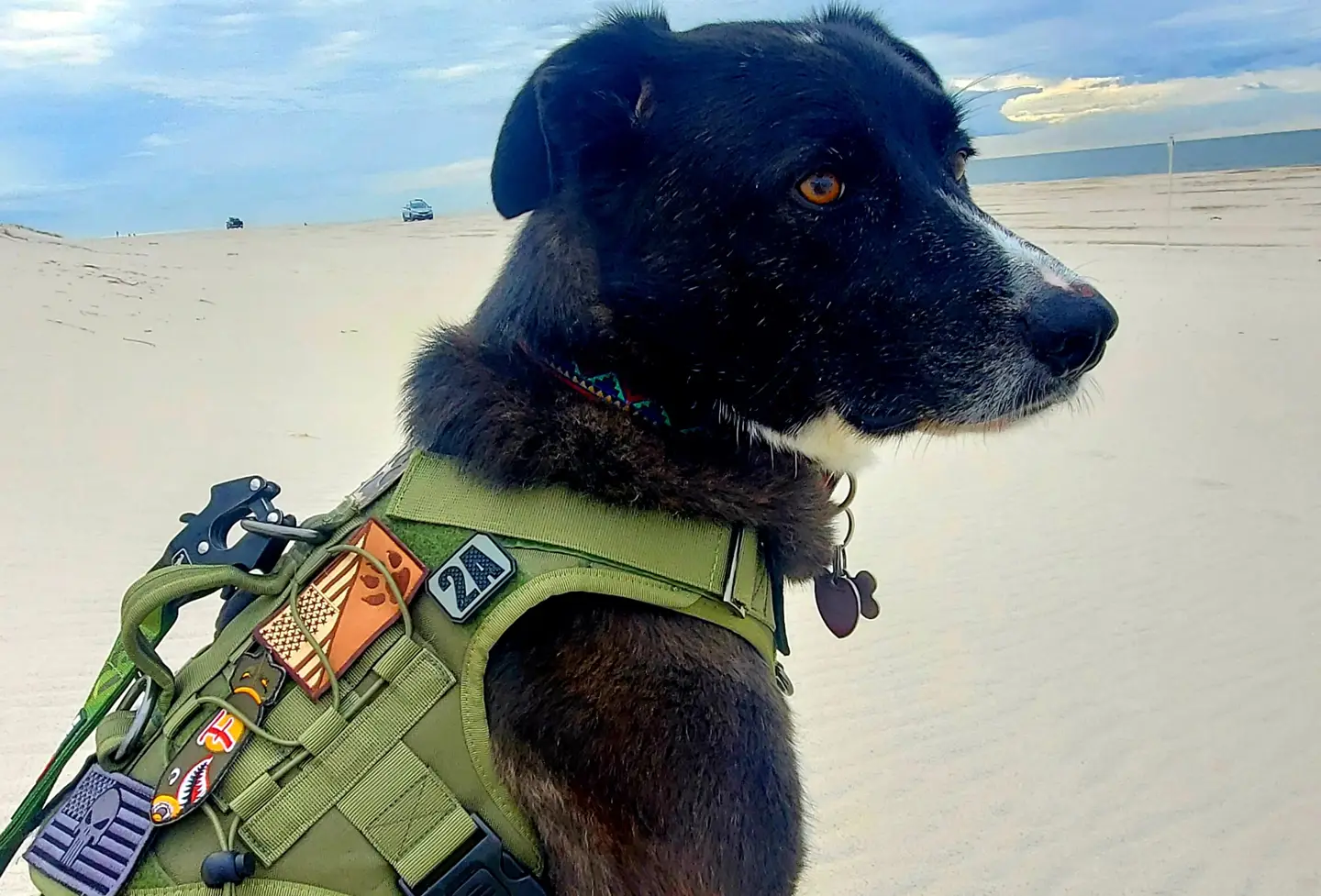 Amazon.com : Maxpedition 2A Second Amendment Patch, Arid : Sports & Outdoors