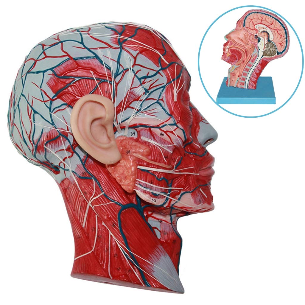 Fxq Human Anatomy Science Models Brain Model Anatomiy Median Sagittal ...