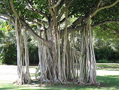 Creative Farmer Tree Seeds Banyan Tree(Alai) Tree Native To The Indian ...