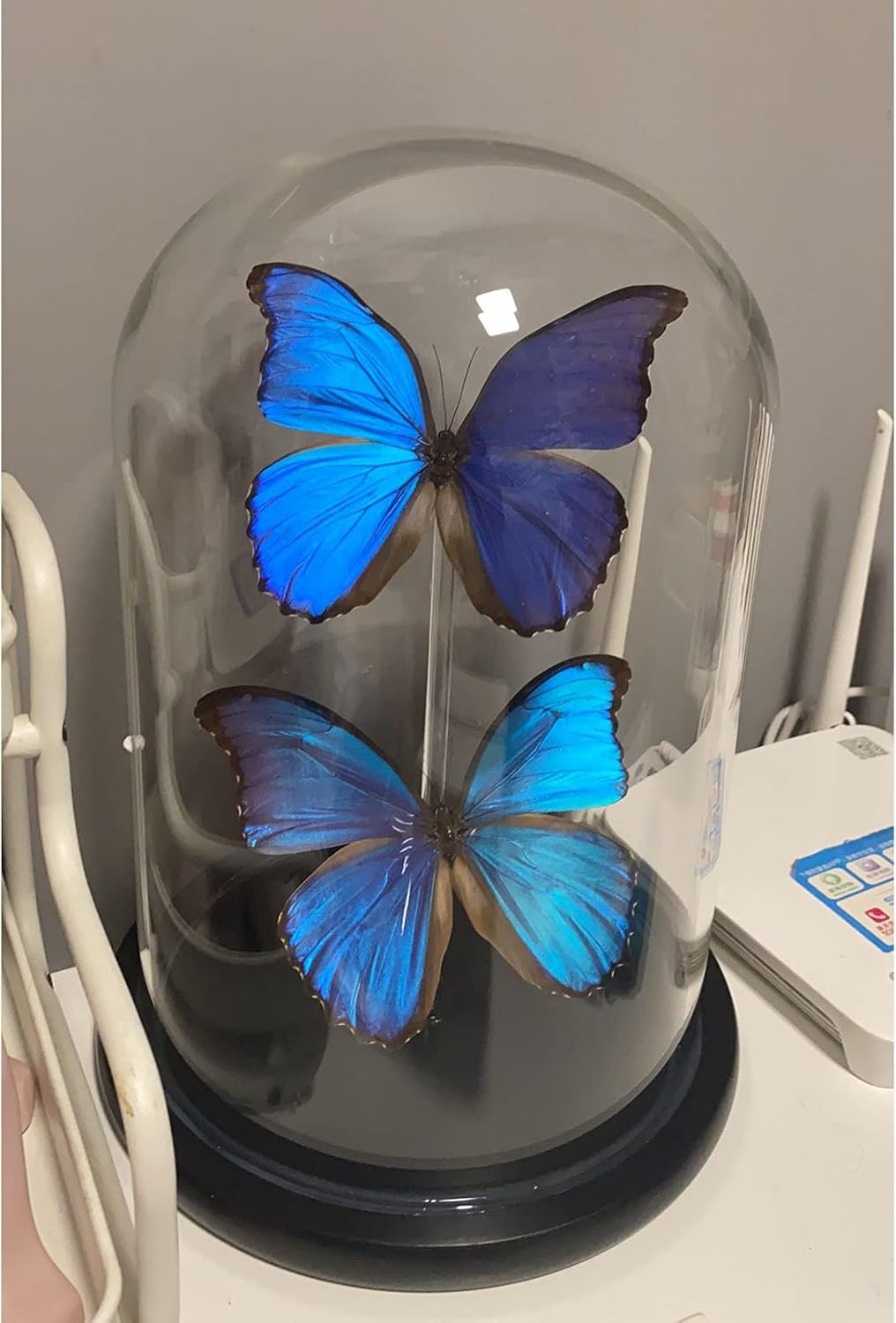 Exquisite Butterflies Insect Specimen,Real Framed Butterfly,Real ...