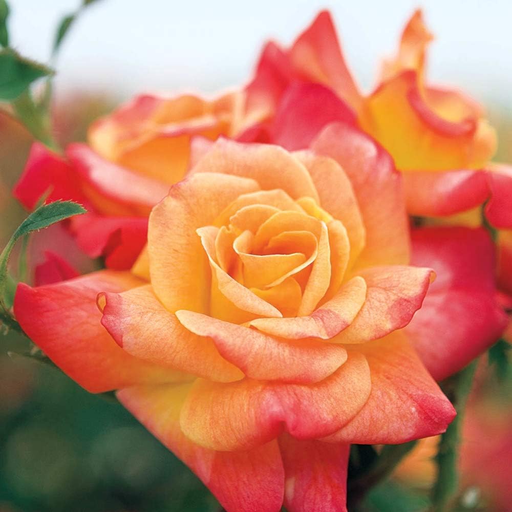 Amazon.com : 100 Orange Climbing Rose Rosa Bush Vine Climber Fragrant ...
