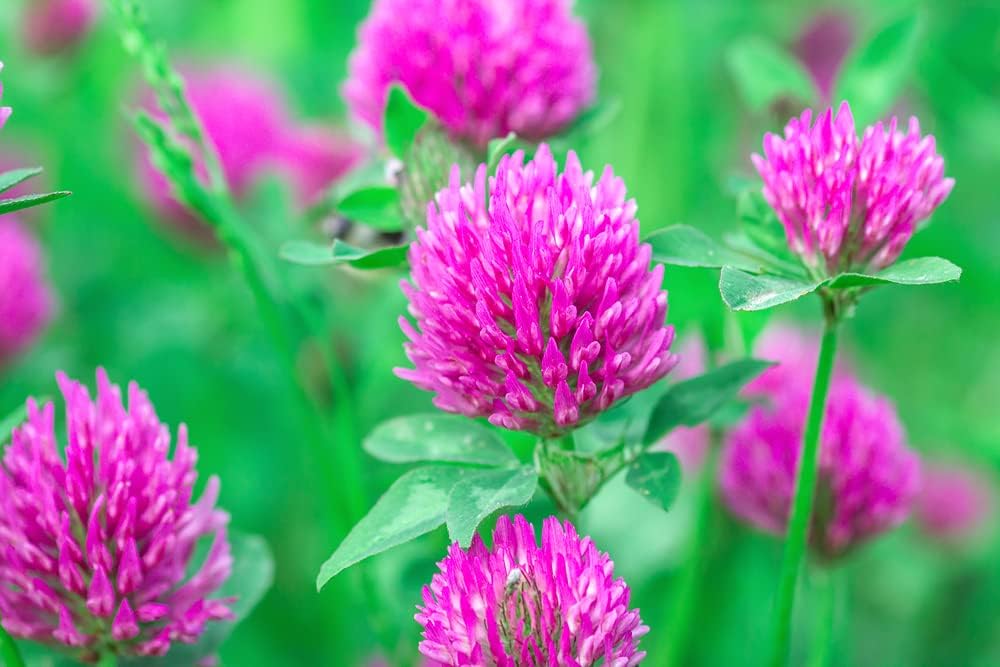 Amazon.com : Red Clover Seed - 5 Pounds - Great from Food Plot, Cover ...
