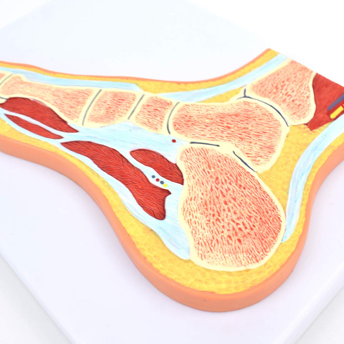 Buy CPY-EX Medical Foot Joint Skeletal Muscle Model Ankle Foot ...