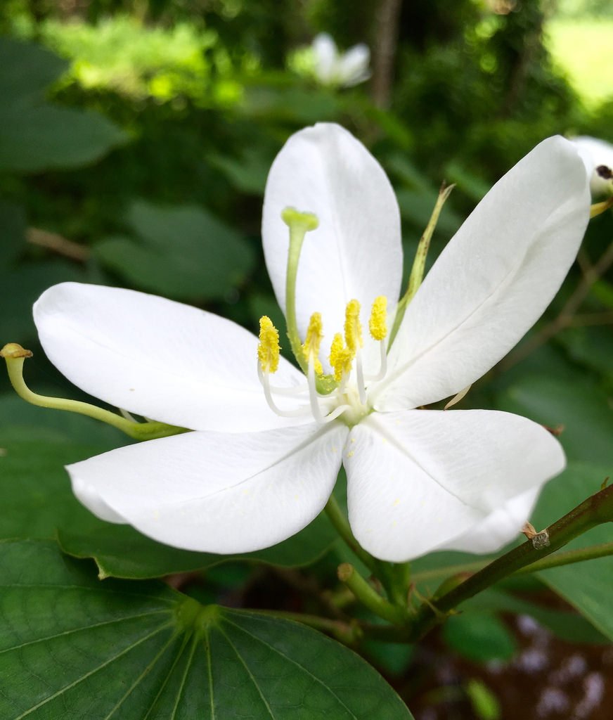 Creative Farmer Flower Seeds : White Mandaram Flower Terrace Garden ...