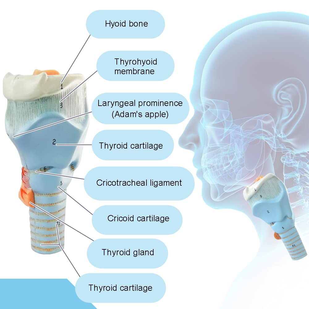 Thyroid Cartilage Anatomy Model