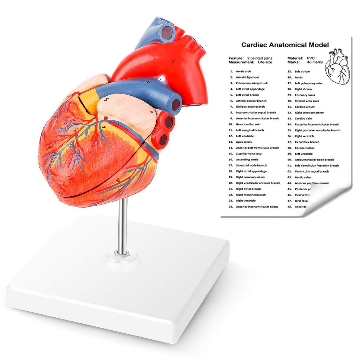 Buy YOOVEE Anatomical Heart Model, 2-Part Life Size Human Heart Replica ...