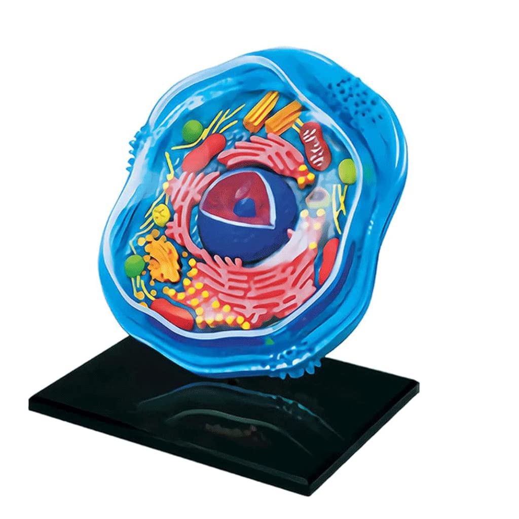 Buy PAASHE Cross section Anatomy Mode Model Of Animal Cell Structure buy-paashe-cross-section-anatomy-mode-model-of-animal-cell-structure