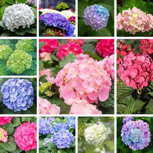 Best Hydrangea Shrub Seeds for a Blooming Garden Paradise - Totally ...