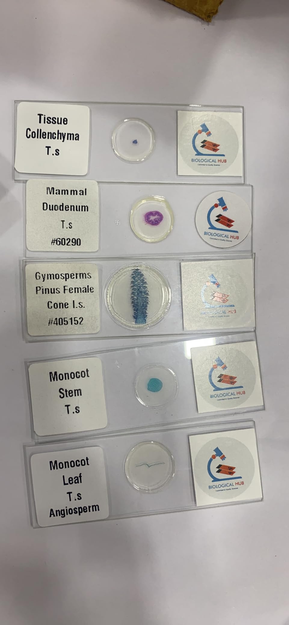 BIOLOGICAL HUB - Biology Permanent, Prepared Slides (Set of 25 Slides ...