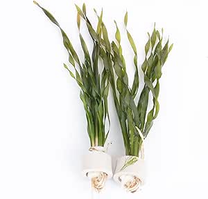 Lincolnshire Pond Plants Ltd - Twisted Vallis - Live Aquarium Plant ...