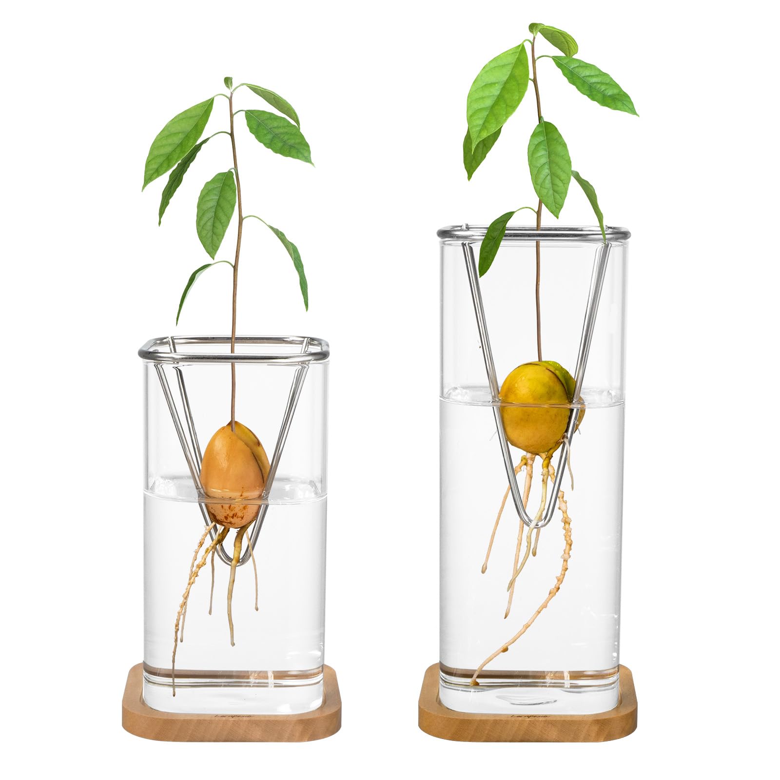 Amazon.com: Lornpexia 2 Pack Avocado Vase Grow Glass Avocado Seed ...
