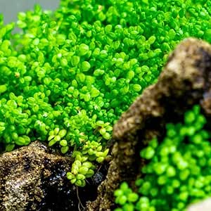Amazon.com: Dwarf Java Moss Live Aquarium Plants, 1 Cup of Green Dwarf ...