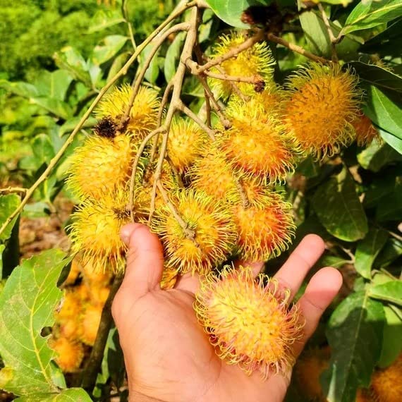 Cloud Farm Live Rare Yellow Rambutan Hybrid Exotic Fruit Seedling Live ...