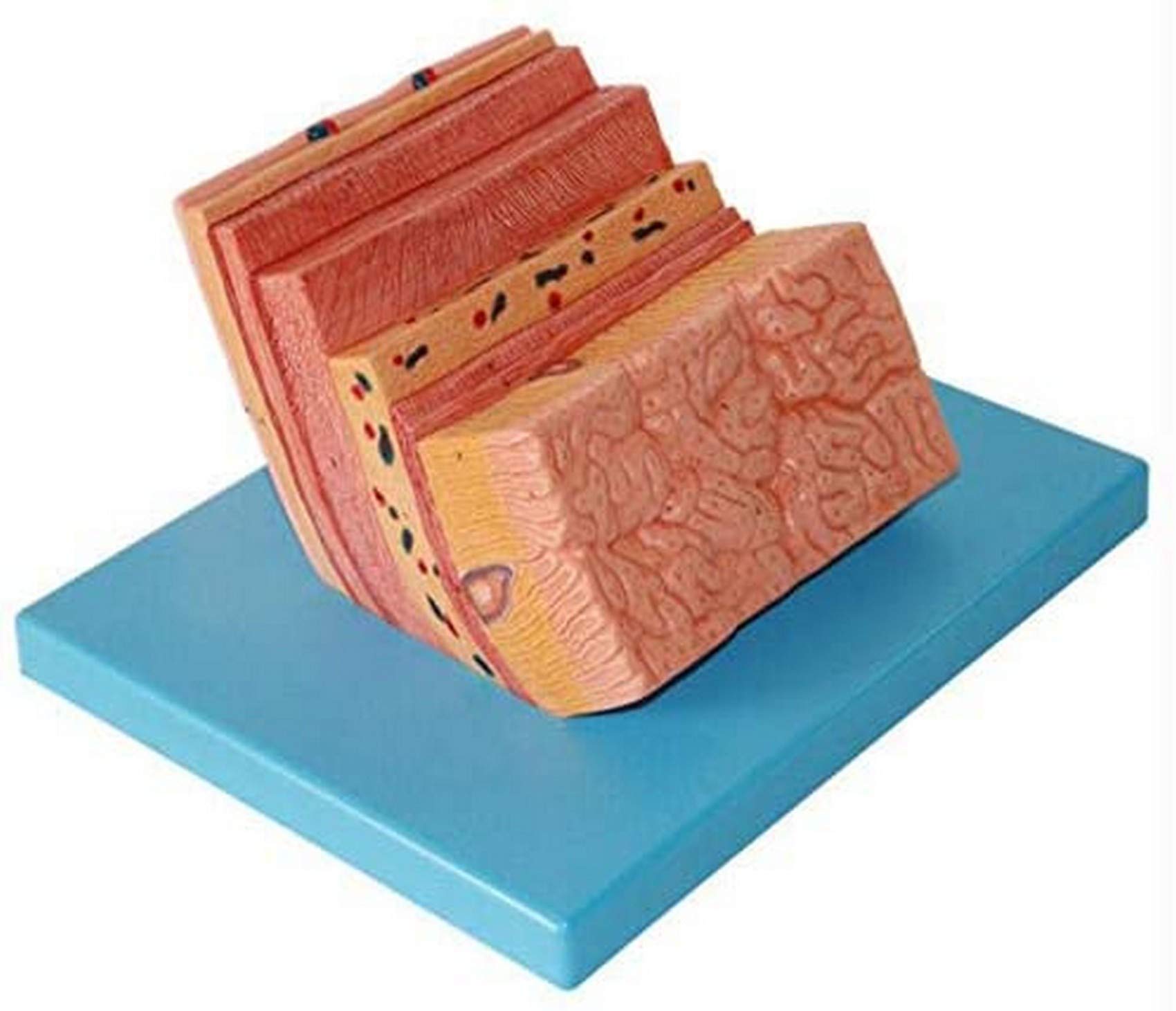 Buy YZ-YUAN Stomach model,Stomach Wall ment Model,Digestive System tric ...