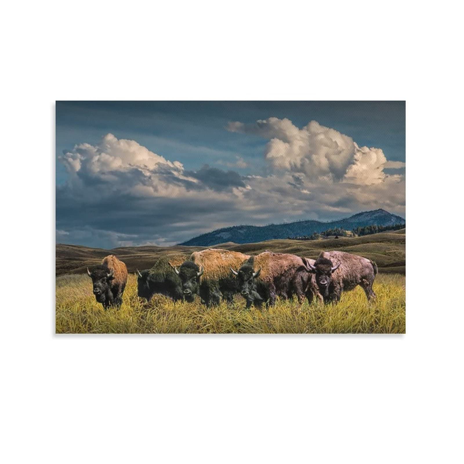 Amazon.com: Buffalo Herd American Buffalo Yellowstone Buffalo Wyoming ...