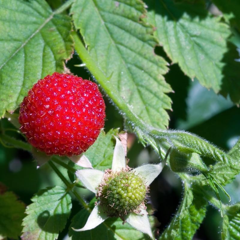 Amazon.com : Thimbleberry Raspberry Plant Live for Planting 6 to 12 ...