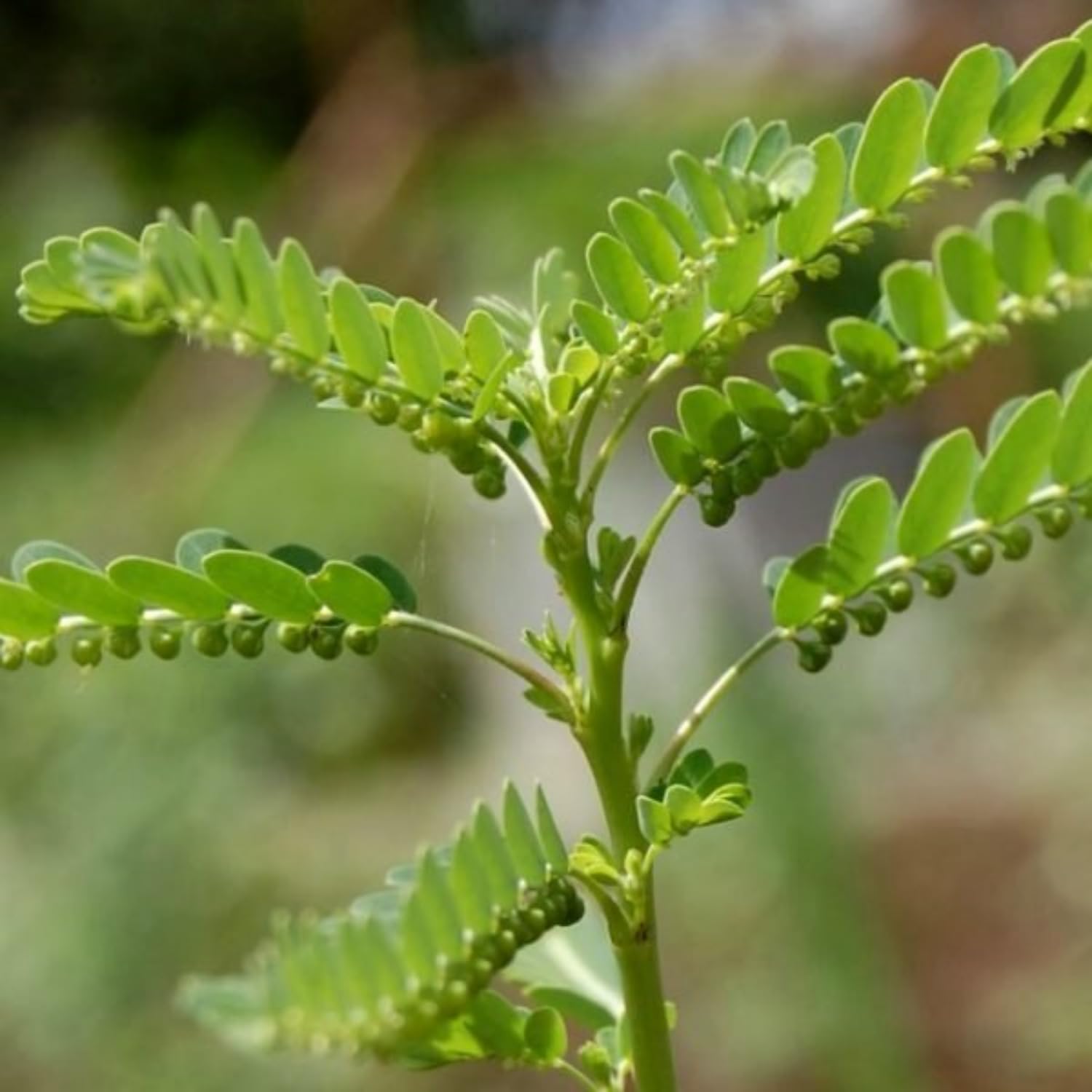 Hug A Plant | Keezharnelli/Gale of the wind (Phyllanthus niruri ...
