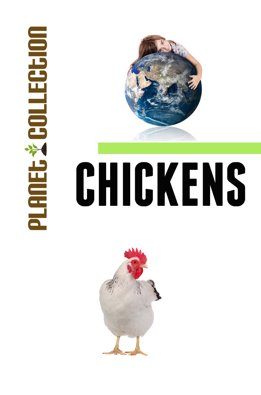 Chickens: Picture Book (Educational Children's Books Collection ...