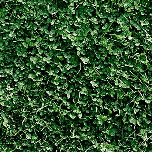 Amazon.com : Miniature Clover Seeds - 1 Oz Packet ~25,000 Seeds - Small ...