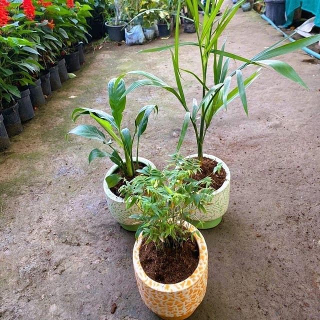 Mphmi Pune Plants Live Season Indoor Set of 3 Air Purifying Plants ...