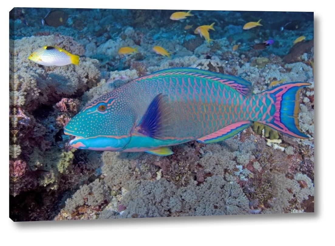 Bicolor Parrotfish