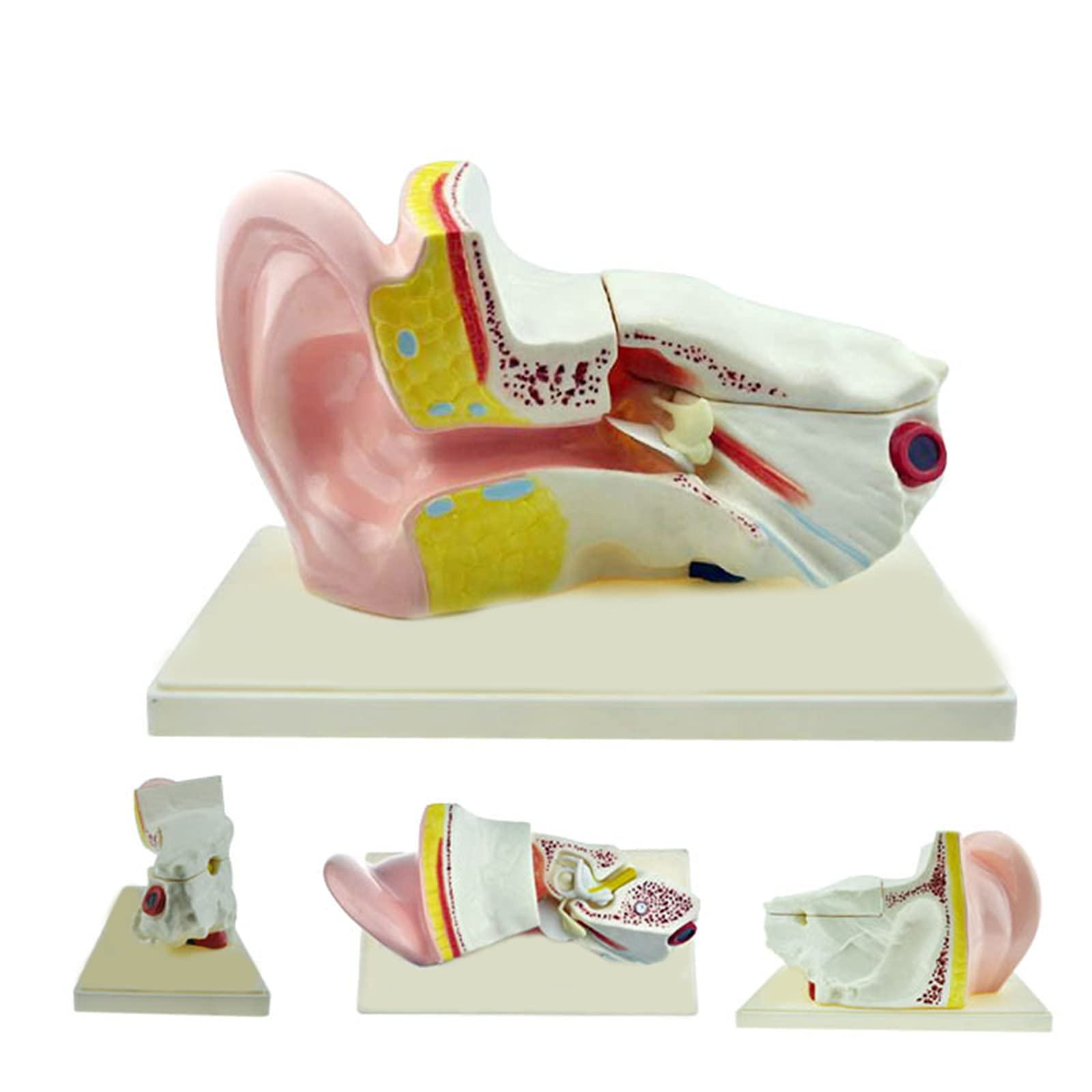 Buy JRZTC Human Organ Anatomy Model Ear Anatomy Model Medical use ...