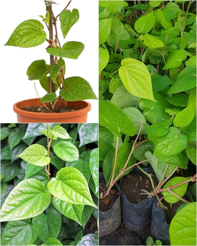 Pan plant live with pot 2 Live plant : Amazon.in: Garden & Outdoors