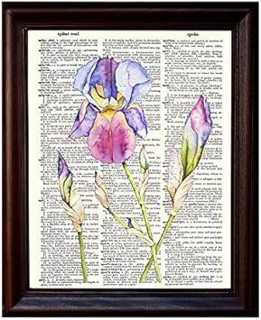 Amazon.com: Fresh Prints of CT Iris Watercolor - Dictionary Art Print ...