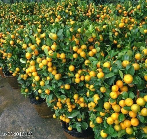 Kisan Nursery Chinese Varities Mandarin Sweet Orange/Santra Grafted ...
