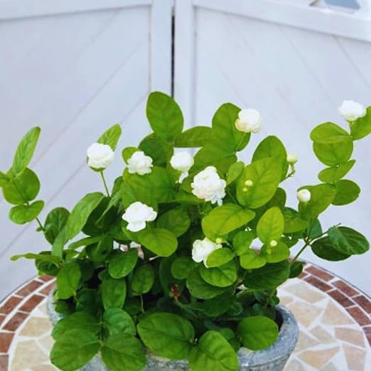 Amazon.com : 2 Jasmine Plants Indoor Live, Live Blooming Jasmine Plant ...
