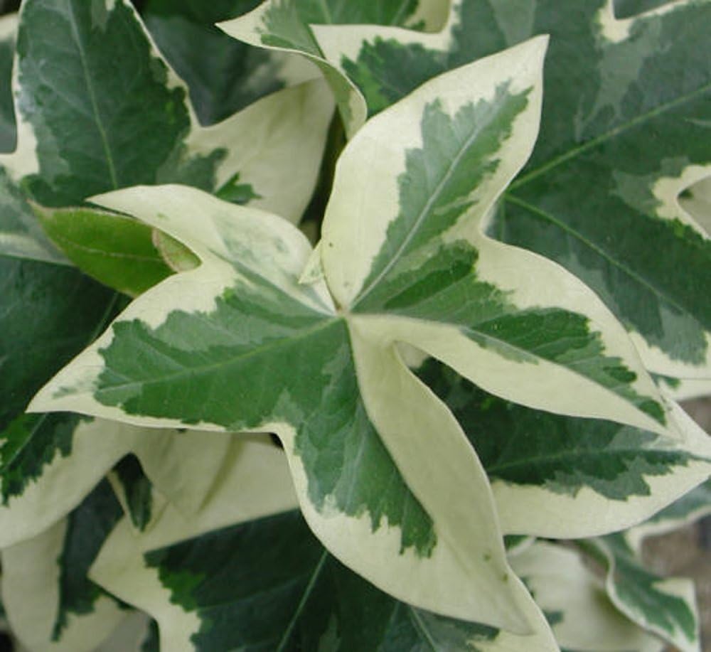 Fatshedera Lizei Variegata Climbing Shrub Specimen 3-4FT Supplied in a ...