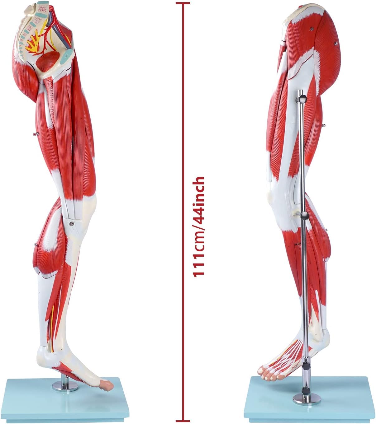 Menselijke Been Anatomie Het Menselijk Lichaam Anatomie Poster